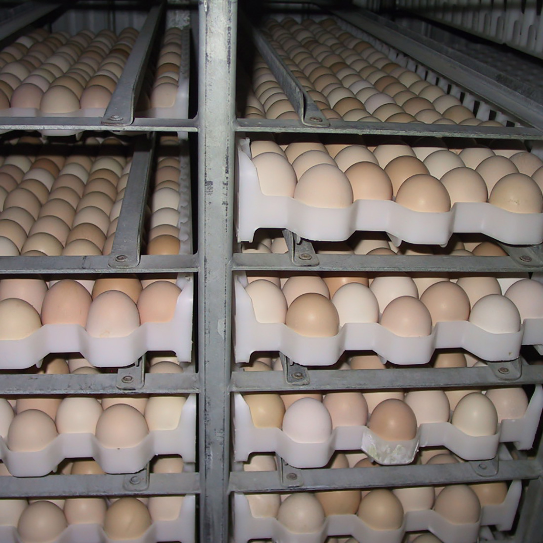 Poultry / Eggs Farming | Theotek Groupe