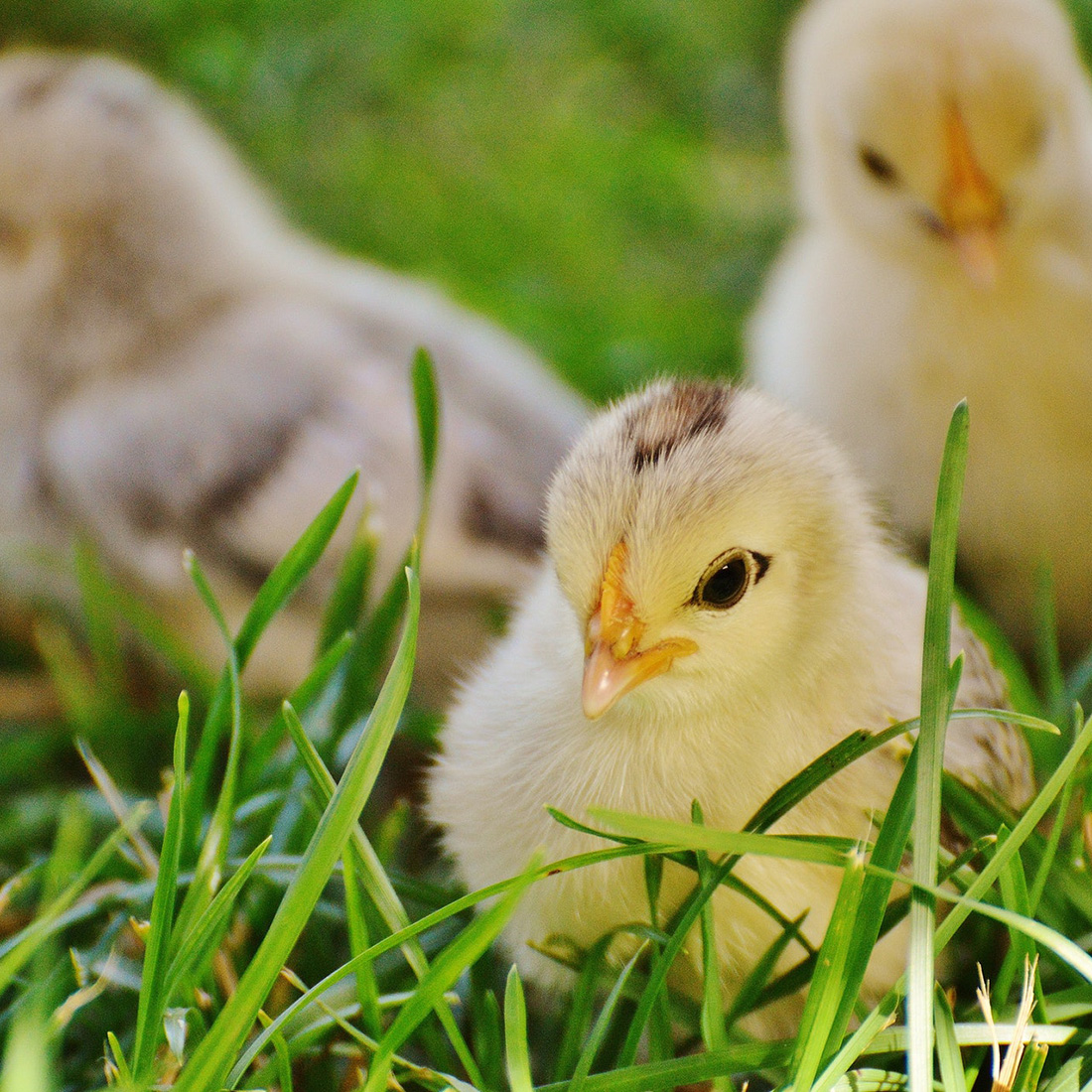 Poultry / Eggs Farming | Theotek Groupe