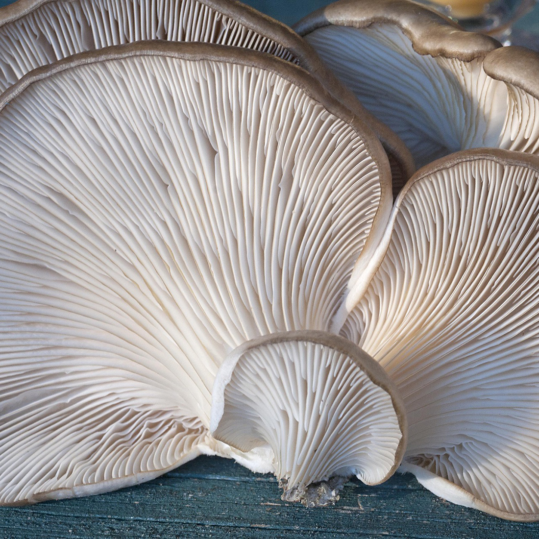 fermes de champignons | Theotek Groupe